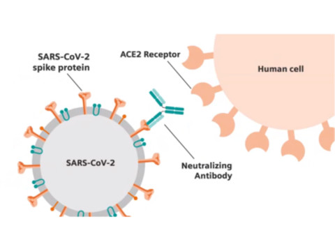 Siemens Healthineers Collaboration With CDC To Standardize SARS-CoV-2 ...