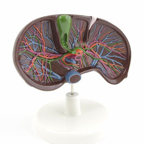 Health Management and Leadership Portal | Liver anatomical model ...