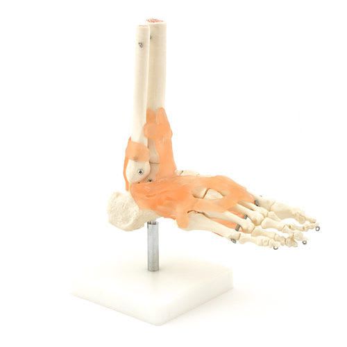 Health Management and Leadership Portal | Tibia anatomical model / foot ...
